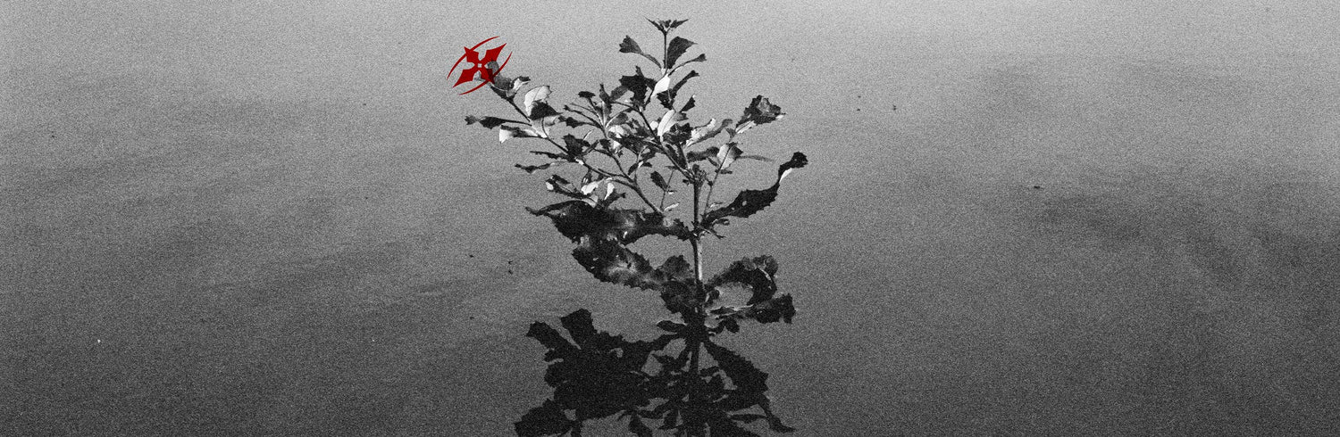 GENERATOR - POLISHED BLACK / RUST POLARISED | Ritual Vision